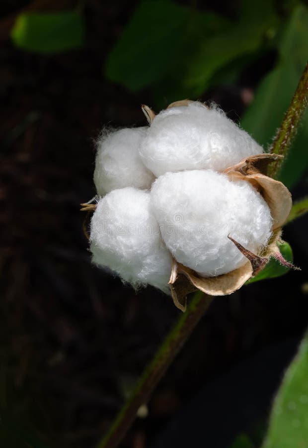 A Close Up of an Open Cotton Boll Stock Photo - Image of open, garden ...