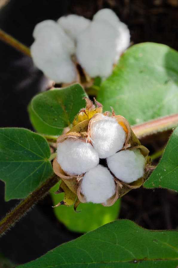 A Close Up of an Open Cotton Boll Stock Photo - Image of fuzz, natural ...