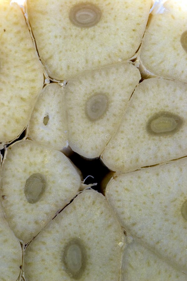 Close up open garlic stock image. Image of cookery, clove - 1292491