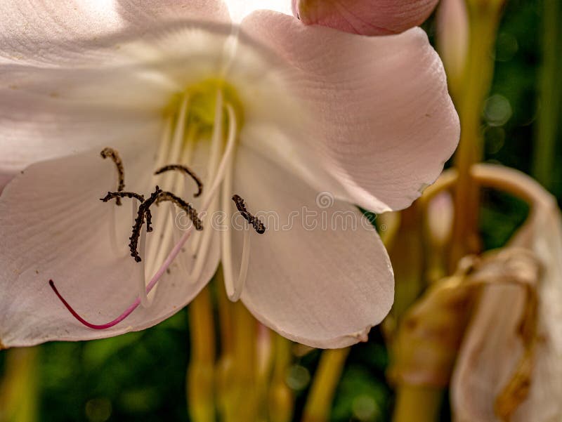 Tropical Jersey Design Stock Photos - Free & Royalty-Free Stock Photos ...