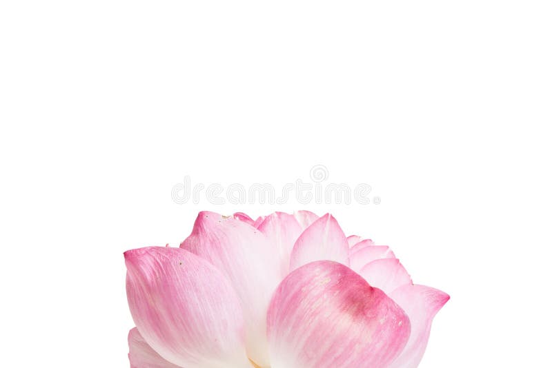 Close Up of Open Lotus Flower Stock Photo - Image of blossom, nature ...