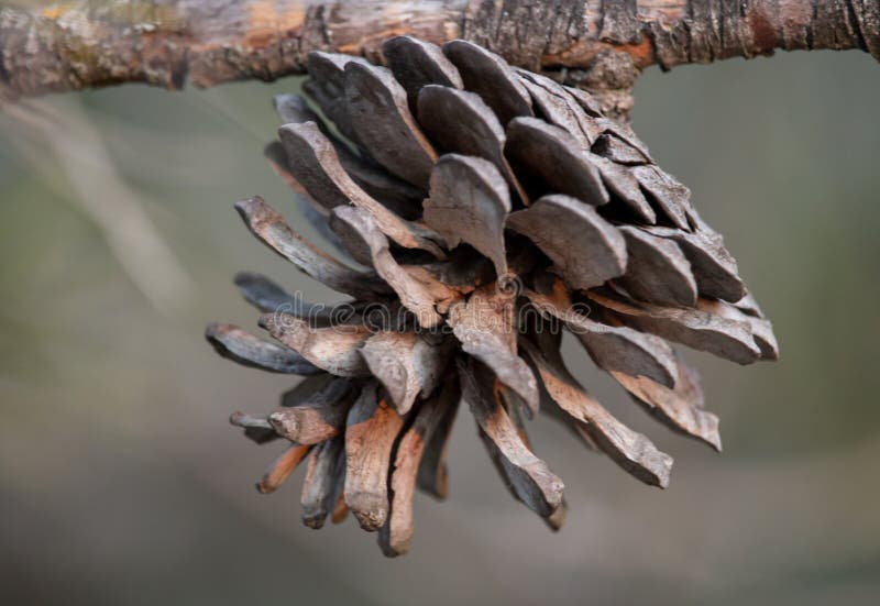 Close Up of Open Pine Cone on Pine Tree Stock Photo - Image of tree ...