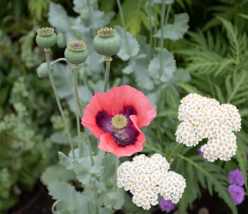 Close Up of Open Red Poppy in Flower Border Stock Image - Image of ...