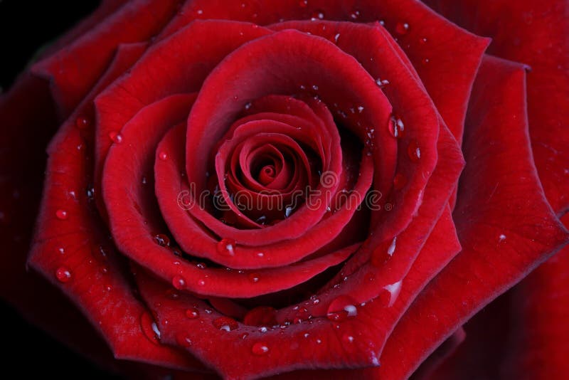 Close-up of open rose. stock photo. Image of petals, love - 10450610