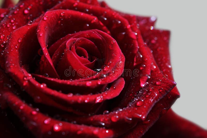 Deep Red Rose Flower with Dew Drops Stock Image - Image of freshness ...