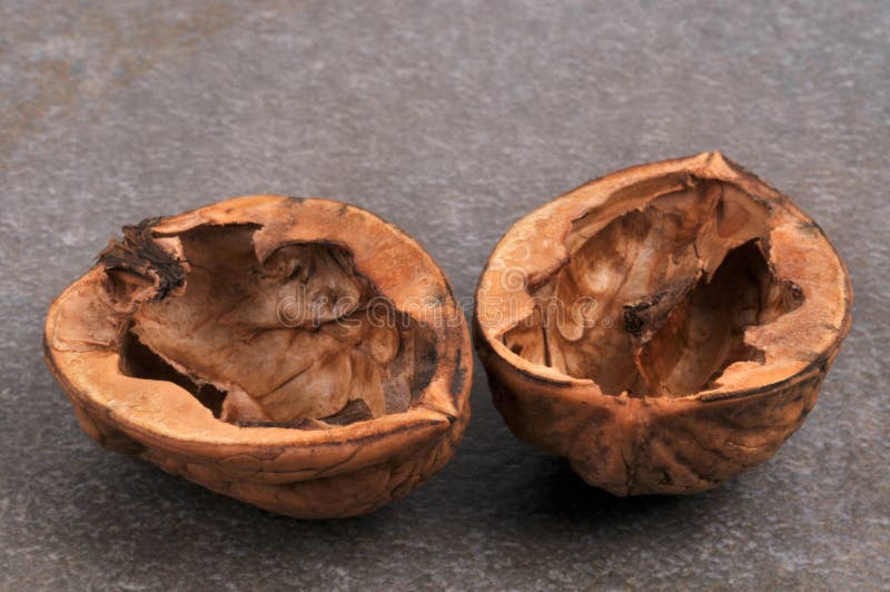 Open Walnut Shell on Gray Background Stock Image - Image of gray ...