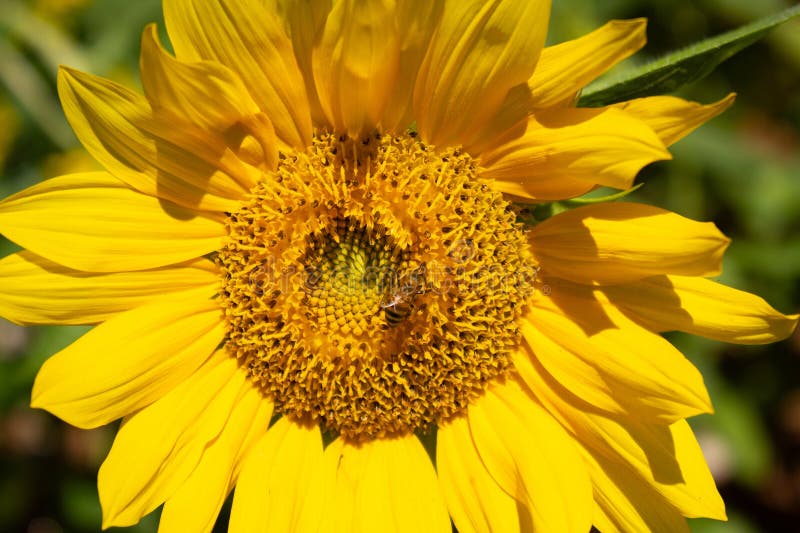 Close Up of an Open Sunflower. Stock Photo - Image of blossom, floral ...