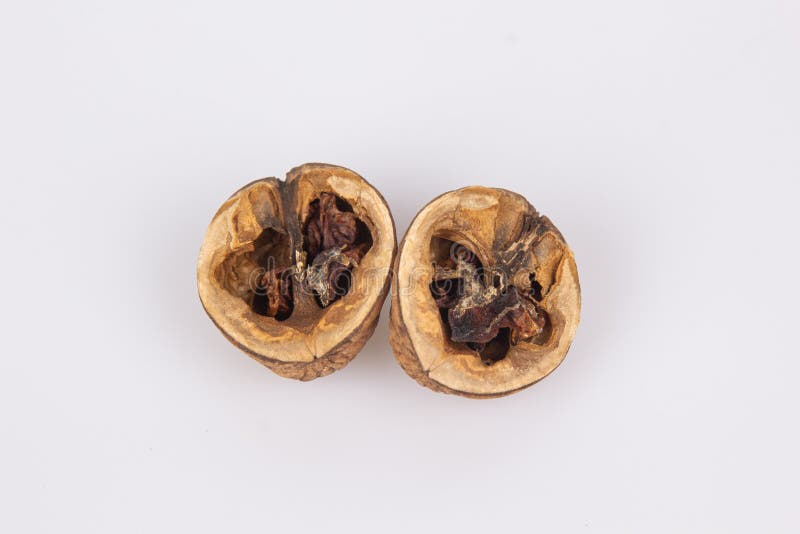 Close-up of a Open Walnut with Rotten Nut Kernel. View of Two Walnuts ...