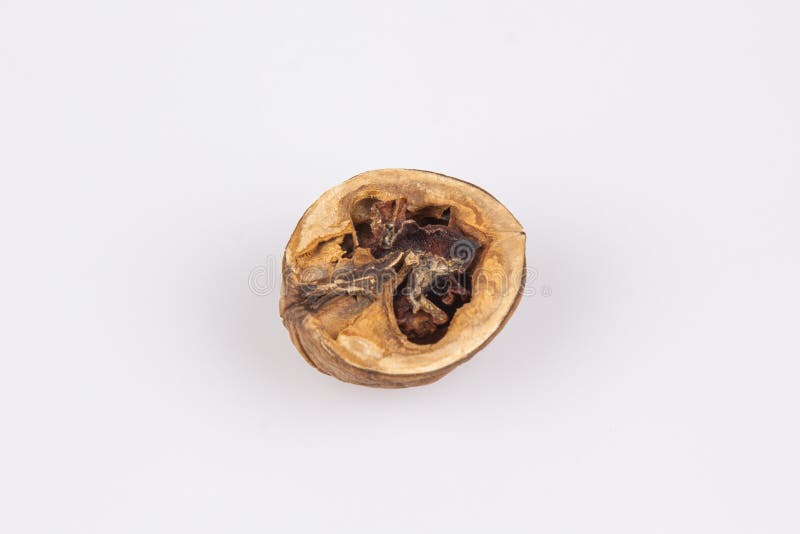 Close-up of a Open Walnut with Rotten Nut Kernel. View of Two Walnuts ...
