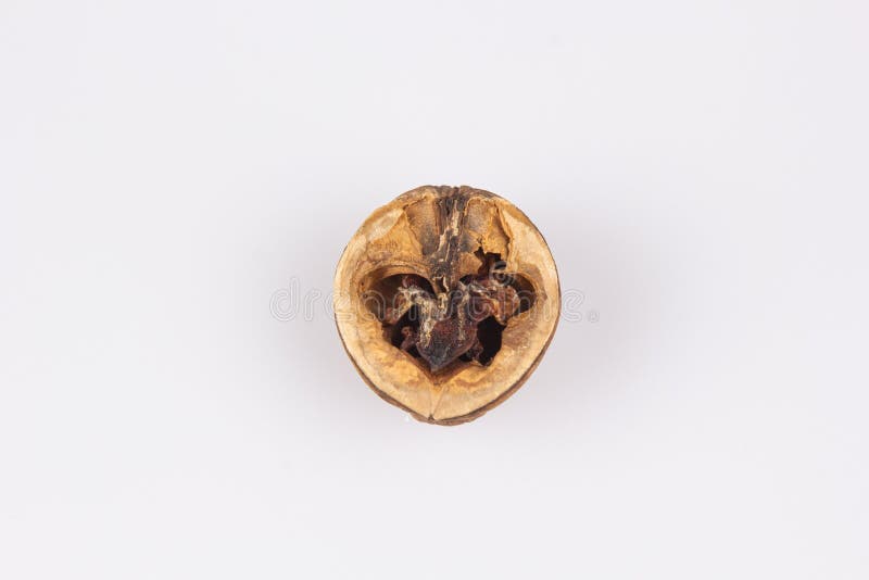 Close-up of a Open Walnut with Rotten Nut Kernel. View of Two Walnuts ...
