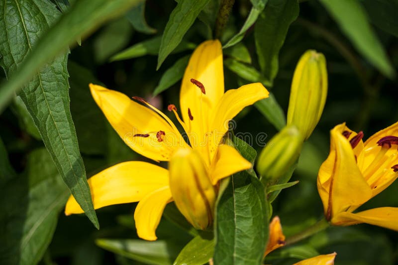A Close Up of an Open Yellow Lily Bloom and Several yet To Open Stock ...