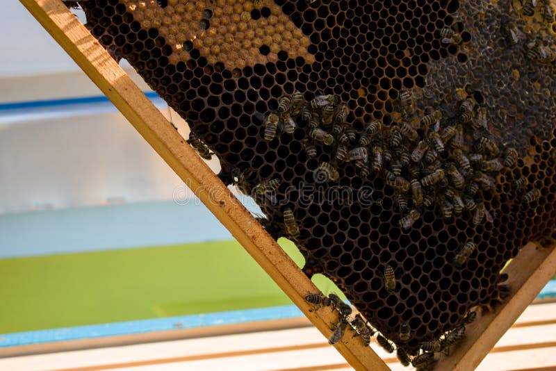 Close Up of Opened Beehive or Bee Box and Frame Full of Bees Stock ...