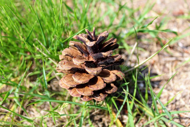 Close-up of the Opened Pinecone Stock Photo - Image of cones, branch ...