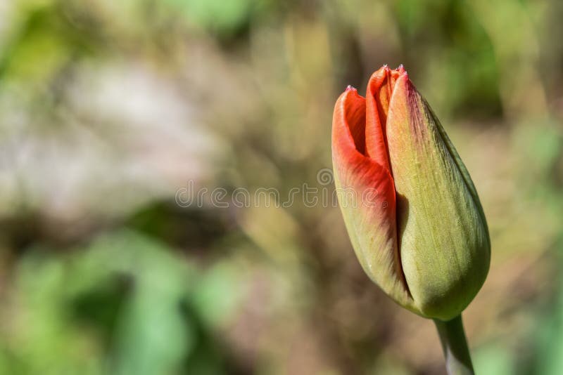 Opening tulip bud stock photo. Image of warm, tulip - 115507212