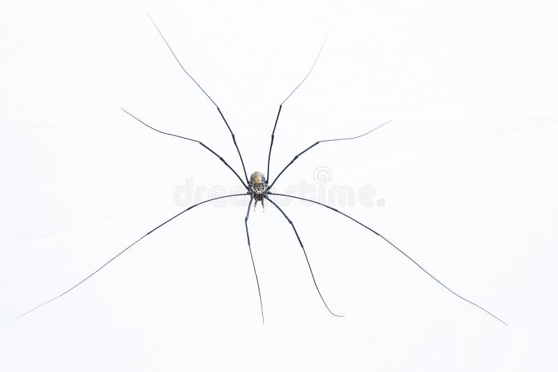 Opiliones stock image. Image of hunting, closeup, detail - 21141831