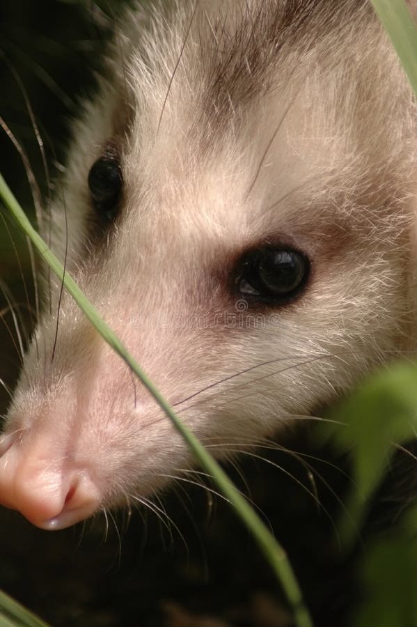 Possum Face Stock Photos - Free & Royalty-Free Stock Photos from Dreamstime