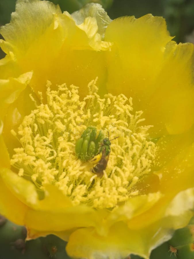 Pollination in progress stock photo. Image of petal - 251000666