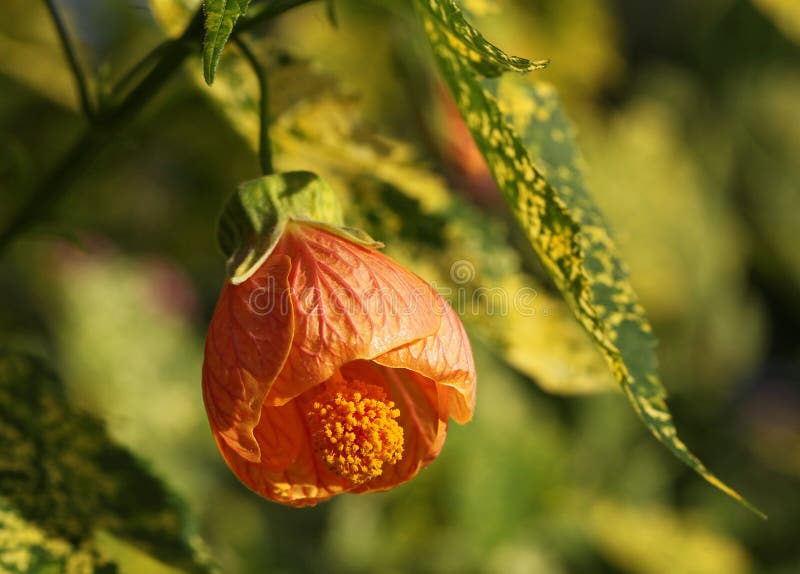 Orange Abutilon Pictum Thompsonii Flower Stock Photo - Image of shrub ...