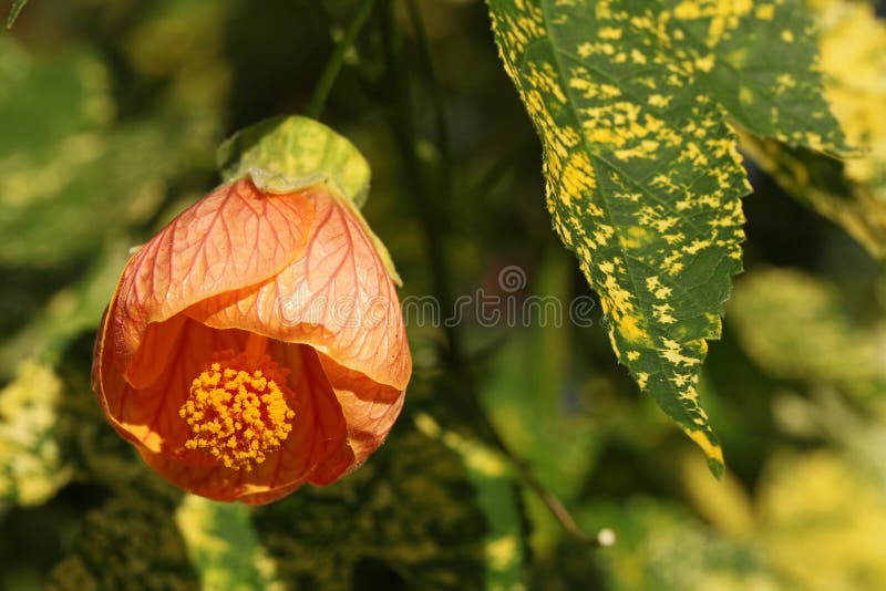 Orange Abutilon Pictum Thompsonii Flower Stock Photo - Image of ...