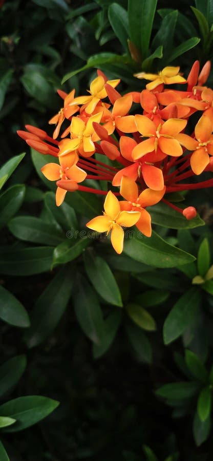Close Up Orange Asoca Flower Stock Photo - Image of bright, blossom ...