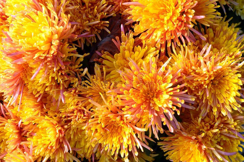 Close Up of Orange Aster Flower Stock Image - Image of petal, aster ...