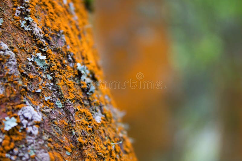 Close up of orange bark stock photo. Image of tree, orange - 168050872