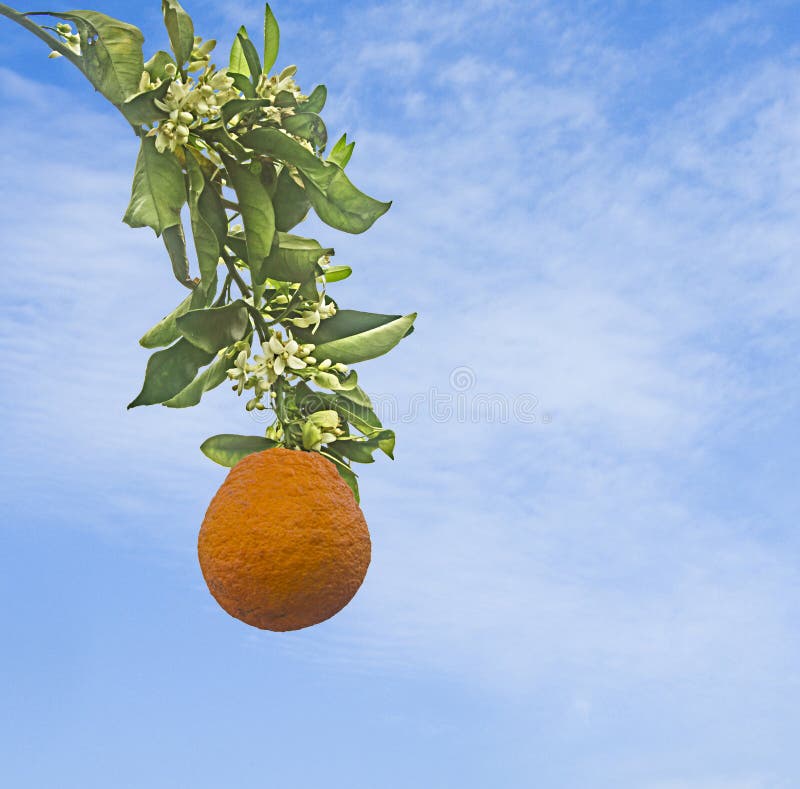 Orange on branch stock photo. Image of fruit, farming - 148961374