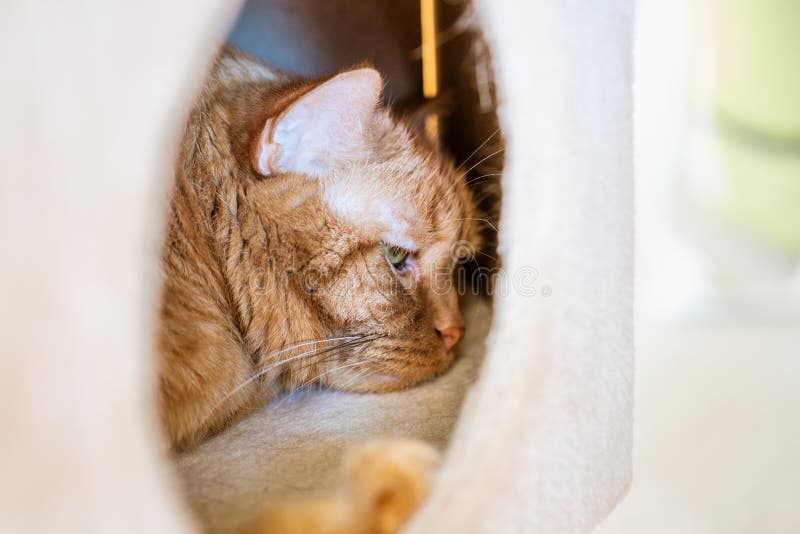 Close Up of Orange Cat Sleeping in Box Stock Image - Image of closeup ...