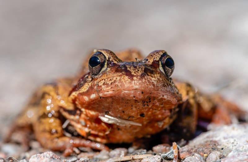 Close Up of a Orange Colored Frog in Sunlight Stock Image - Image of ...