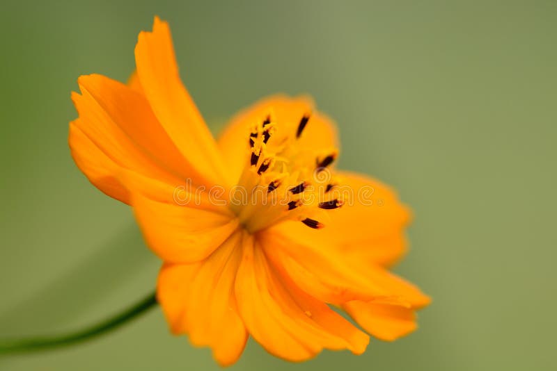 Orange coreopsis flower stock photo. Image of coreopsis - 107529566