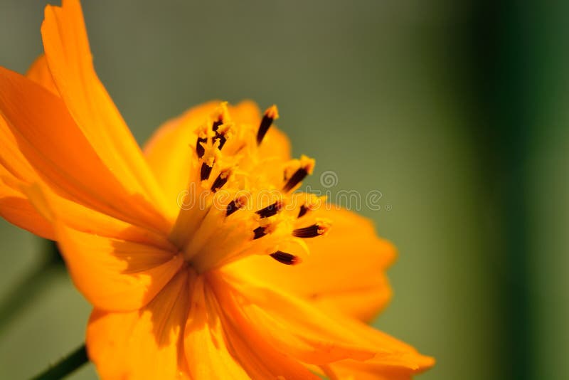 Orange coreopsis flower stock image. Image of freshness - 107529763
