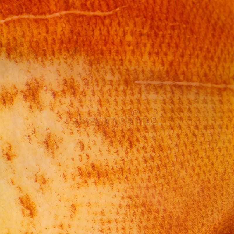 Texture of red fish skin stock image. Image of animal - 21224909
