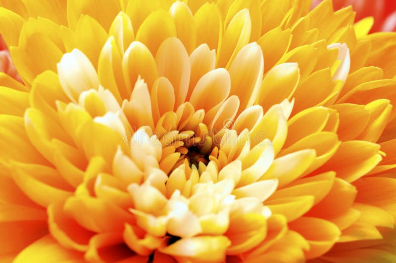Macro of Orange Aster Flower Stock Photo - Image of petal, bouquet ...