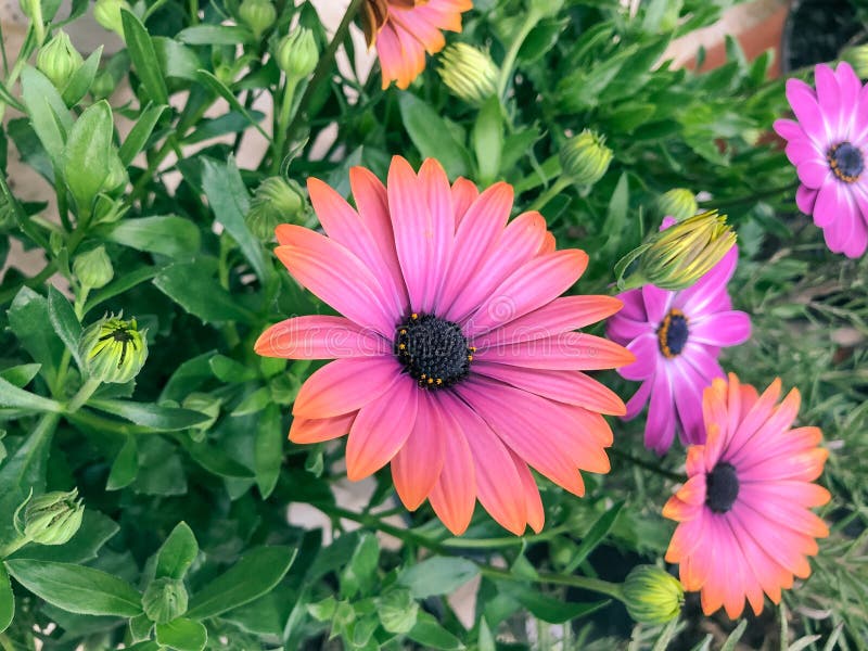 Close-up of an Orange Fuchsia Daisy Stock Photo - Image of magenta ...