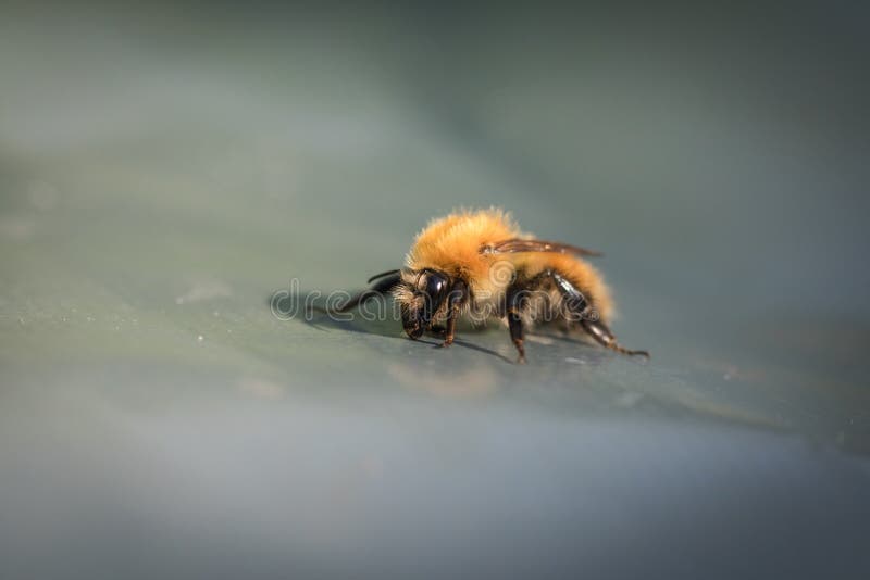 Close Up of Orange Furry Bumblebee Stock Image - Image of creature ...
