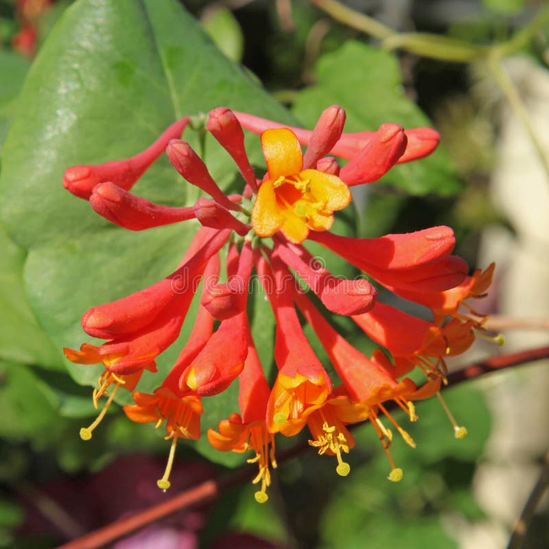 Lonicera Mandarin Stock Photos - Free & Royalty-Free Stock Photos from ...