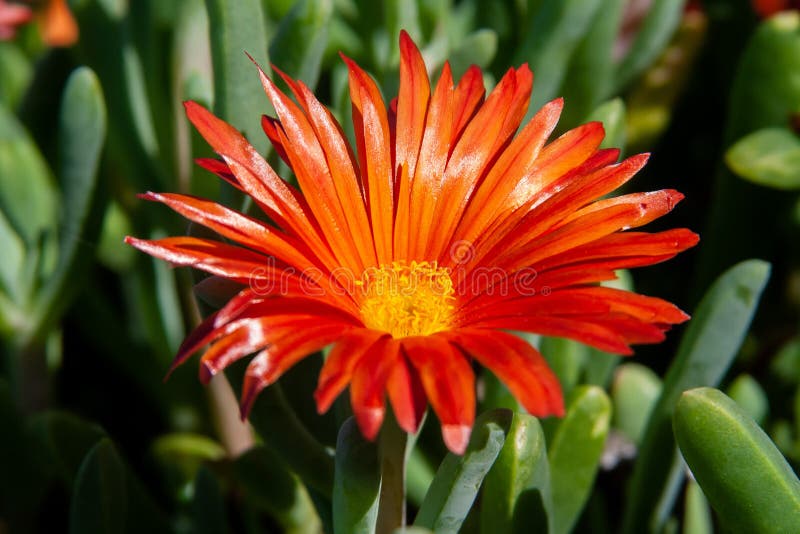 Close Up from Orange Ice Plant Over Green Background Stock Image ...