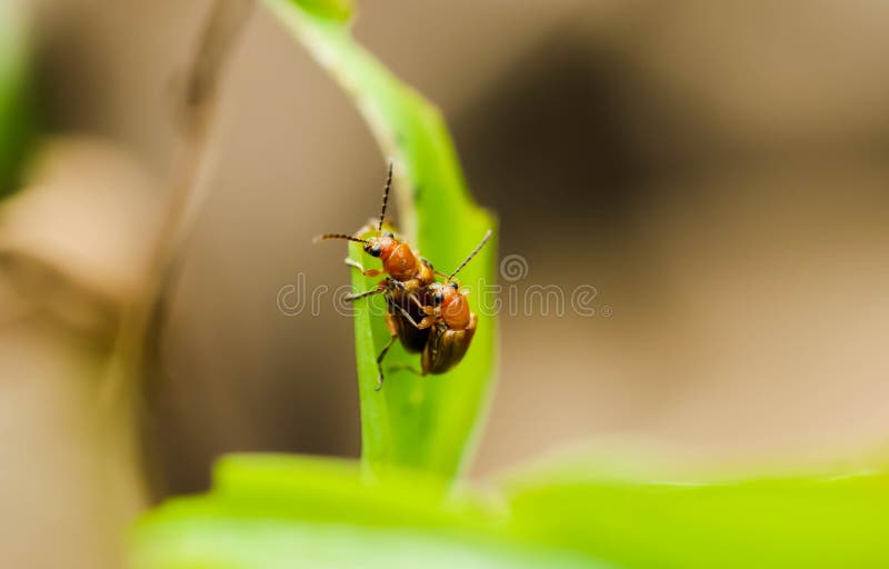 Closeup Orange Insect Breeding on Green Leaf Stock Photo - Image of ...
