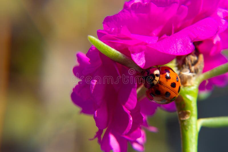 A Pink Flower with Ladybug Walking on a Leaf. Stock Image - Image of ...