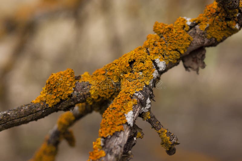 Texture Of Orange Lichen On Tree Stock Image - Image of flora, closeup ...