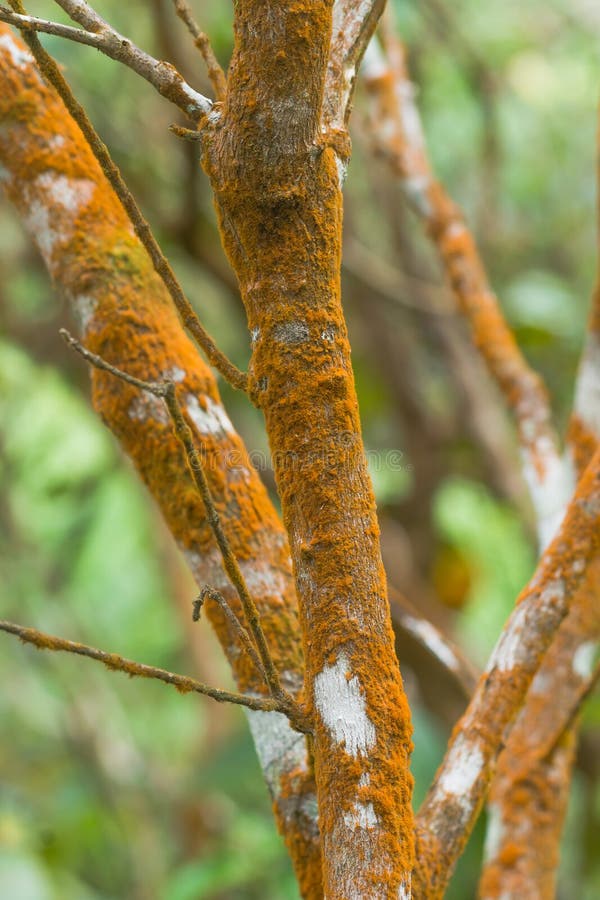 Close Up Orange Lichen on the Tree Stock Image - Image of botanical ...