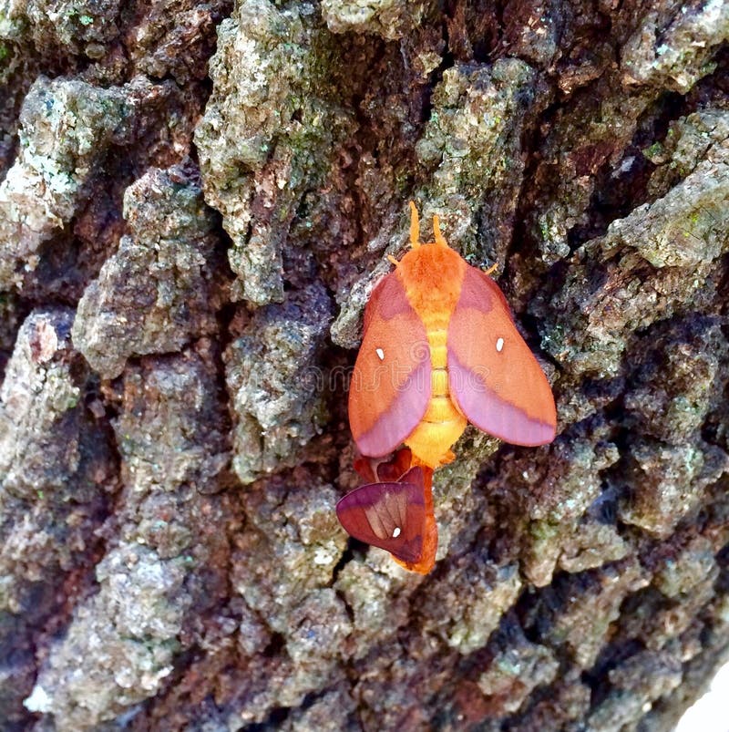Close Up of an Orange Moth on an Oak Tree Stock Photo - Image of moth ...