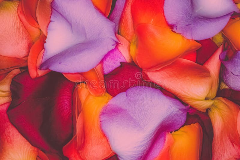 Close Up of Orange, Pick, and Red Rose Petals Stock Photo - Image of ...