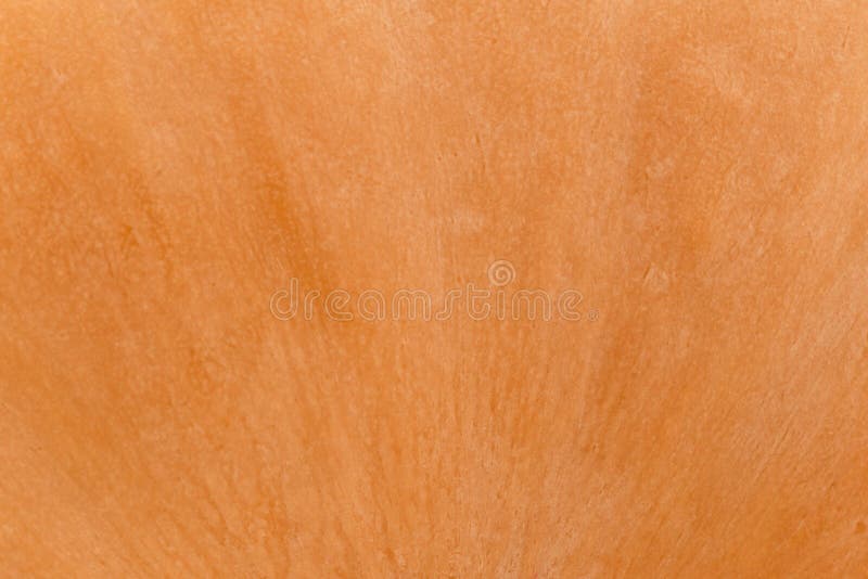 Close Up of Orange Pumpkin Texture Stock Photo - Image of macro ...
