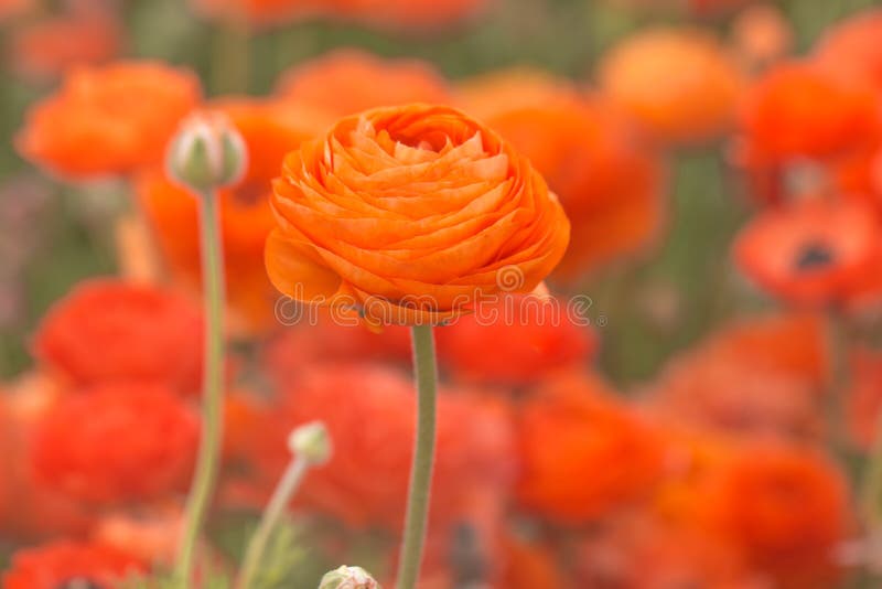 Orange ranunculus bouquet stock photo. Image of flowers - 30991868