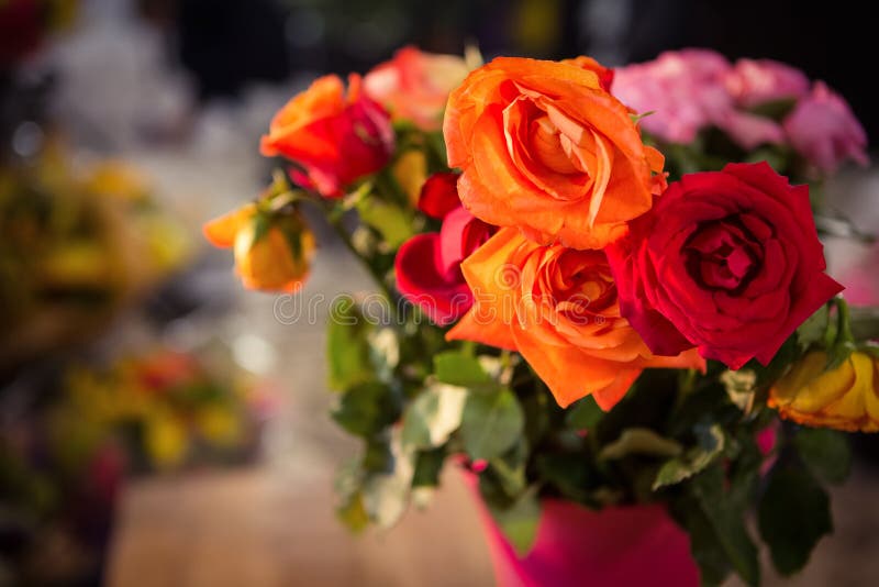 Close-up of Orange and Red Roses Stock Image - Image of garden ...