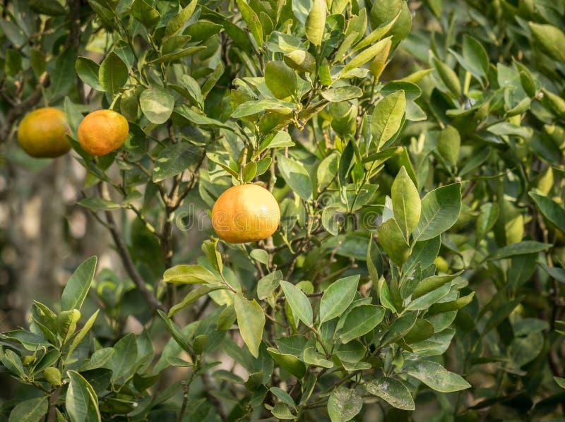 Close Up of orange tree stock image. Image of issues - 181442135