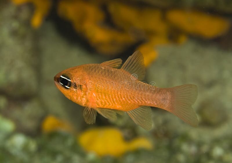 Close-up Orange Tropical Fish Underwater in Maldive Islands Stock Image ...