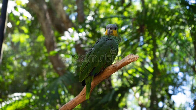 Close Up of an Orange Winged Amazon Parrot (Amazona Amazonica) Sitting ...