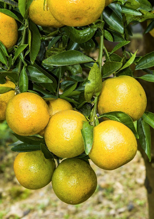 The Fruit of the Oranges Tree. Stock Photo - Image of close, freshness ...